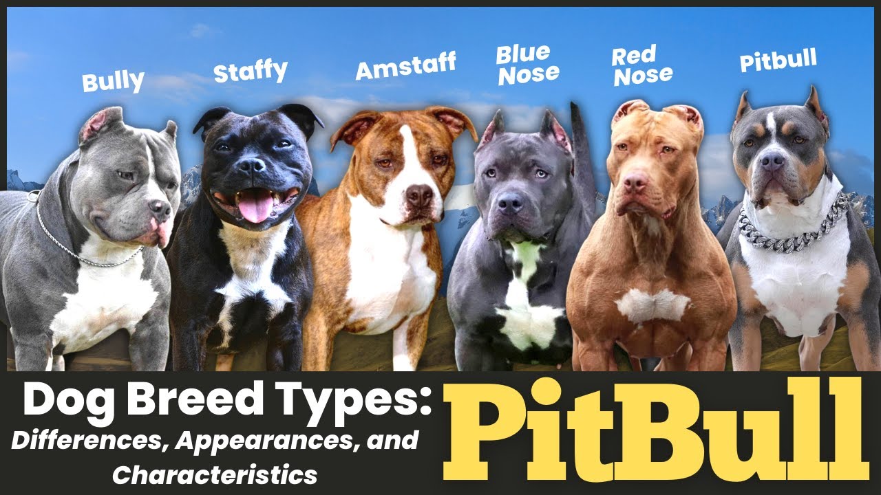 Pitbull Dog Breed Types: Differences, Appearances, and Characteristics ...